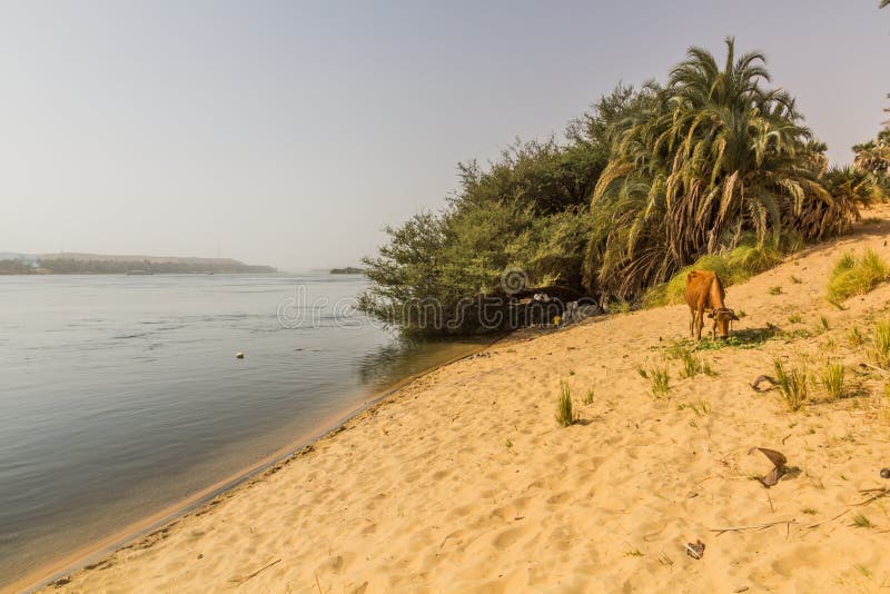 Cow at the River Nile Banks, Egy Stock Photo - Image of landscape, blue ...