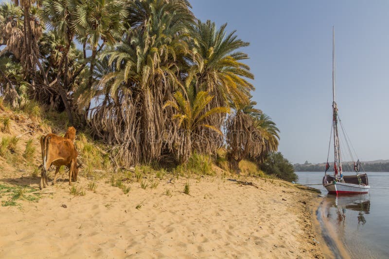 Cow at the River Nile Banks, Egy Stock Photo - Image of river, arabic ...