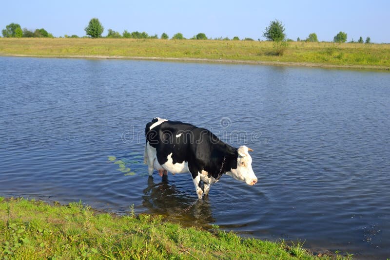 Cow in the river. stock photo. Image of field, grazing - 58138542