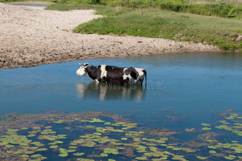 Cow in the river stock image. Image of bull, drinking - 30273321