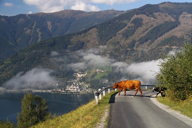Cow on the road stock photo. Image of land, spotted, pastoral - 22528158