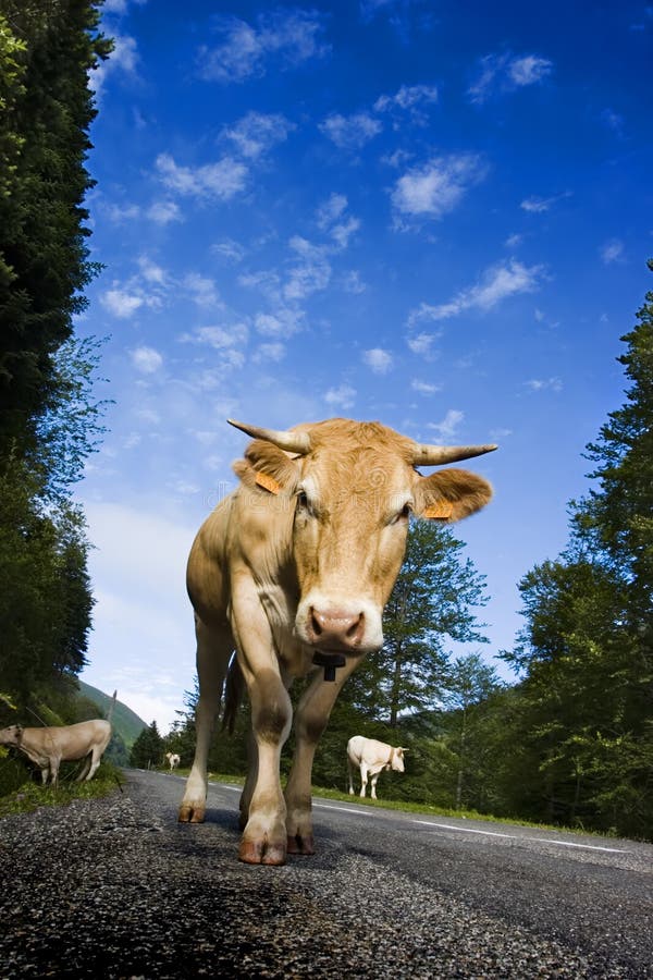 Cow on the road stock image. Image of nature, heavy, blue - 2750833