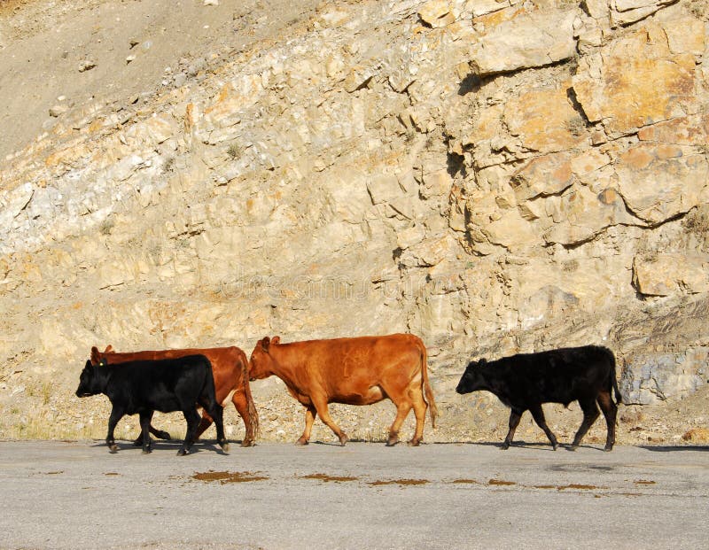 Cow on road stock image. Image of poses, country, life - 6966131