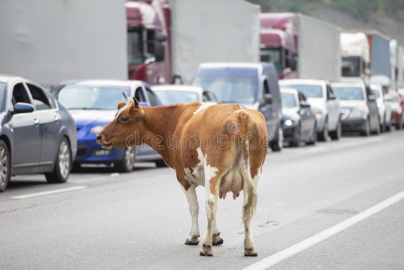 Cow on the Road among the Cars Stock Photo - Image of mountain, country ...