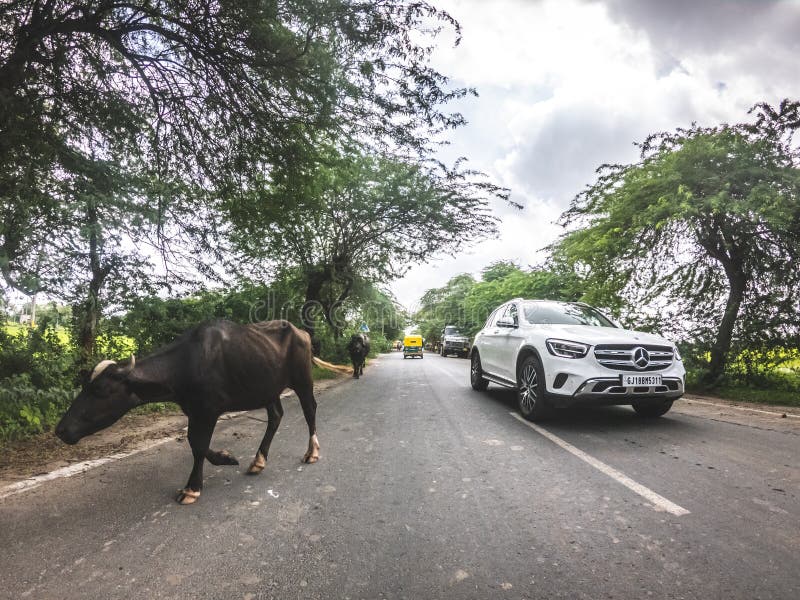 Cow in road editorial image. Image of mercedes, wild - 192241035