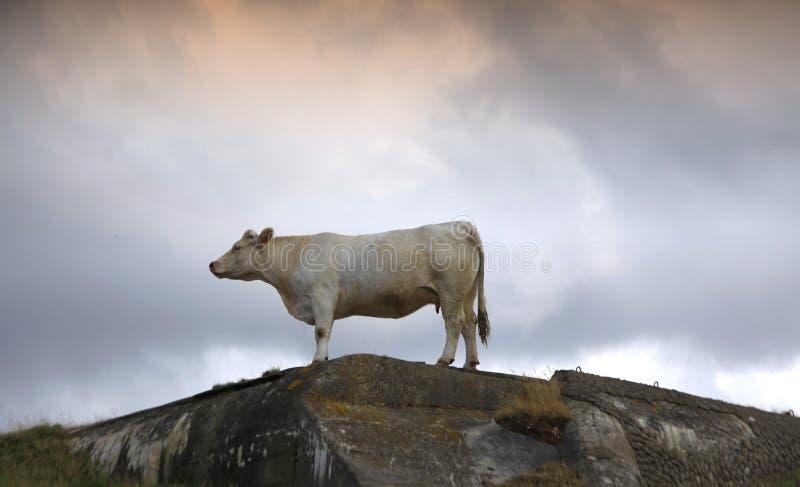 Cow on a rock in normandy stock photo. Image of fance - 33284634