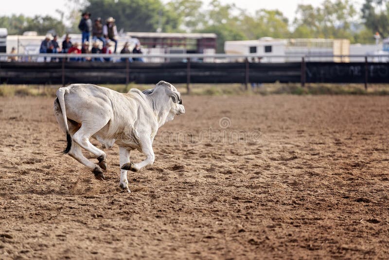 Cow in Rodeo Camp Draft Event Stock Photo - Image of riding, competitor ...