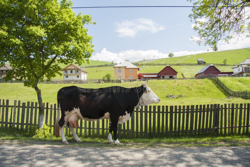 Cow Romania farm stock image. Image of sucevita, farm - 41376393
