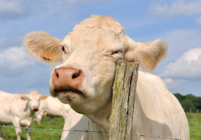 Cow rubbing on a pole stock photo. Image of rural, meadow - 31930288