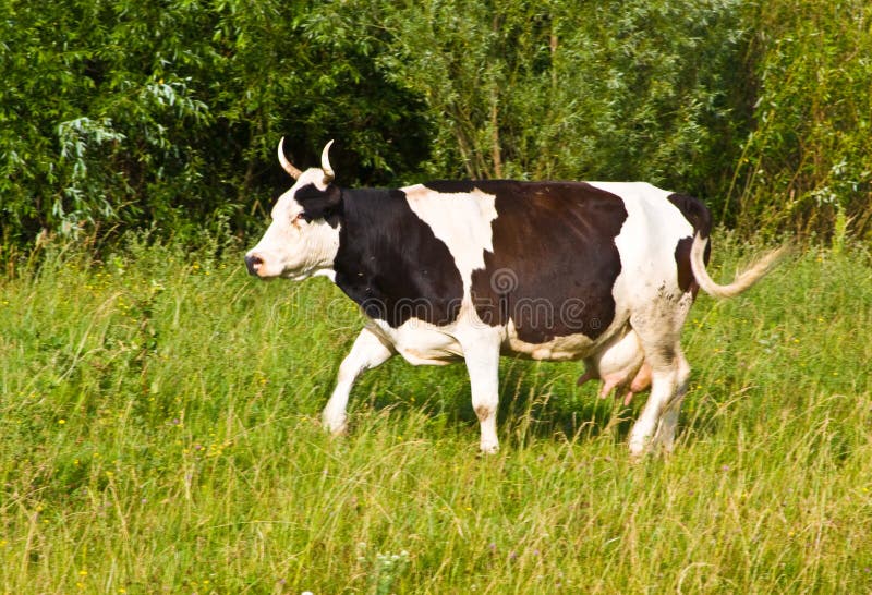 Cow running stock image. Image of four, husbandry, tail - 14952627