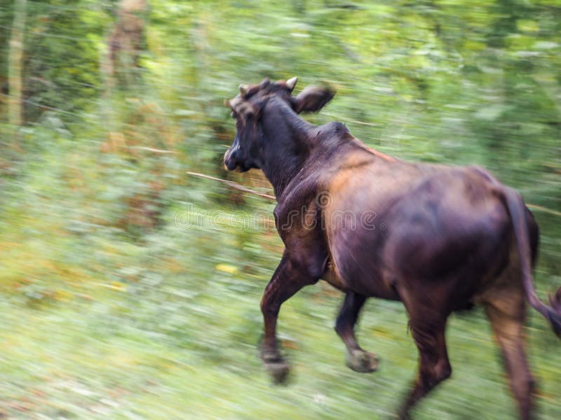 Jumping Cow In Green Meadow Stock Photo - Image of beef, farm: 30786862