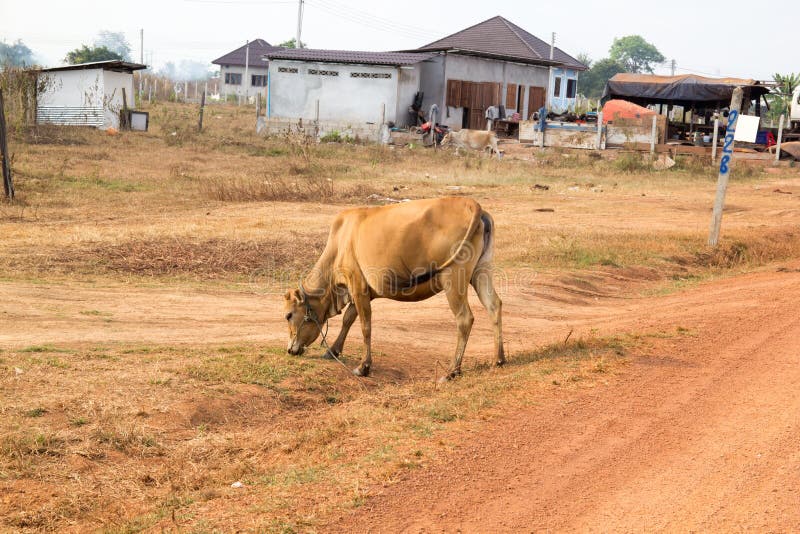Cow in rural stock photo. Image of design, dairy, cattle - 136749176