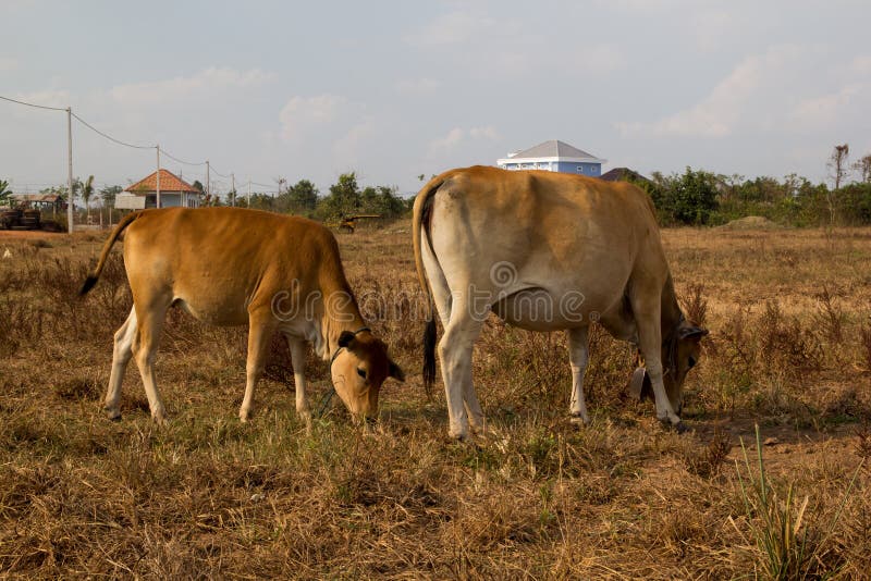 Cow in rural stock image. Image of bull, country, field - 136749293