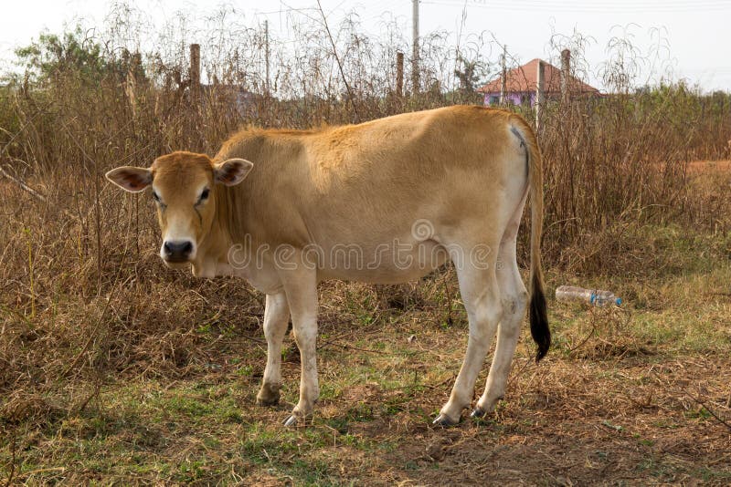 Cow in rural stock image. Image of herd, landscape, beef - 136749401