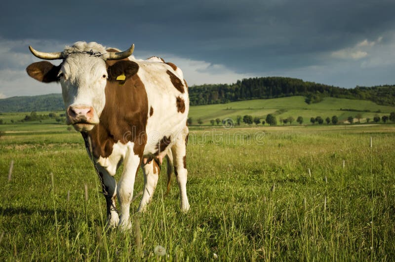 Cow on rural landscape stock image. Image of bovine, beast - 60261201