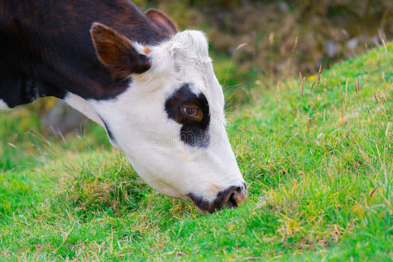 Cow in the rural village stock image. Image of domestic - 259600587