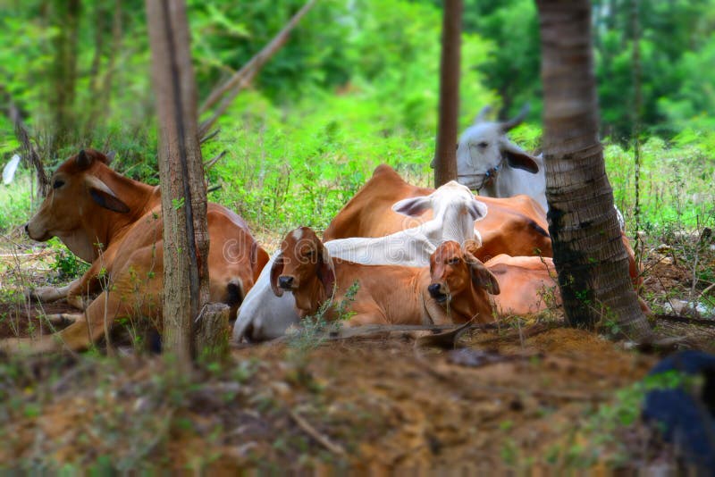 Cow stock photo. Image of farmer, countryside, nature - 93131436