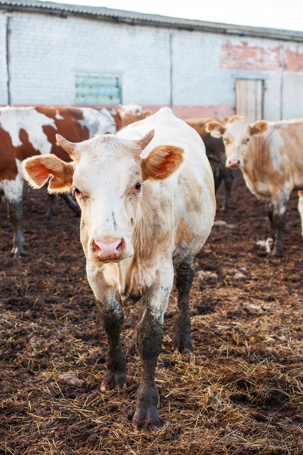 671 Russian Village Cow Stock Photos - Free & Royalty-Free Stock Photos ...