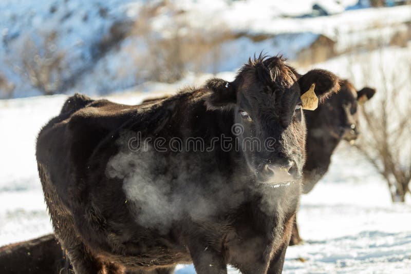 Cow s Breath stock photo. Image of grass, outdoors, farm - 38298434