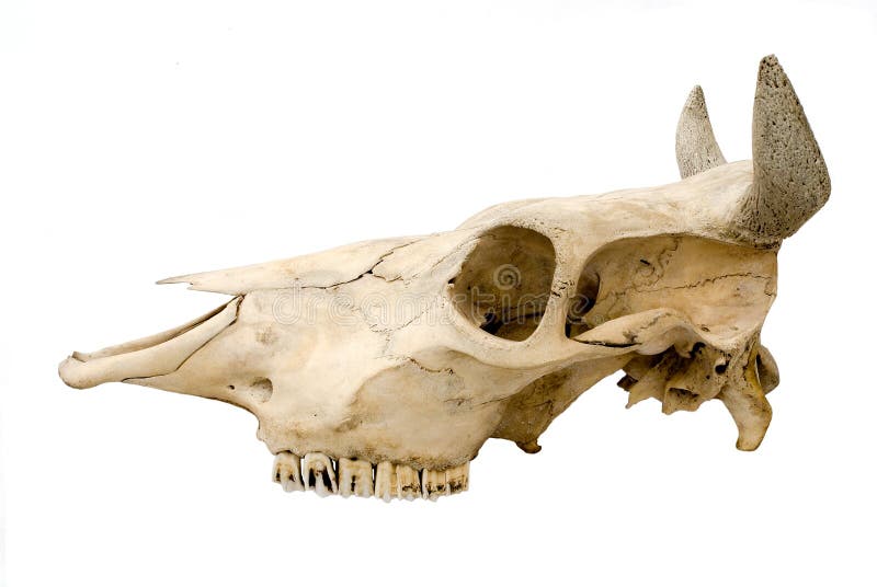 Cow s cranium stock image. Image of bone, head, death - 2165703