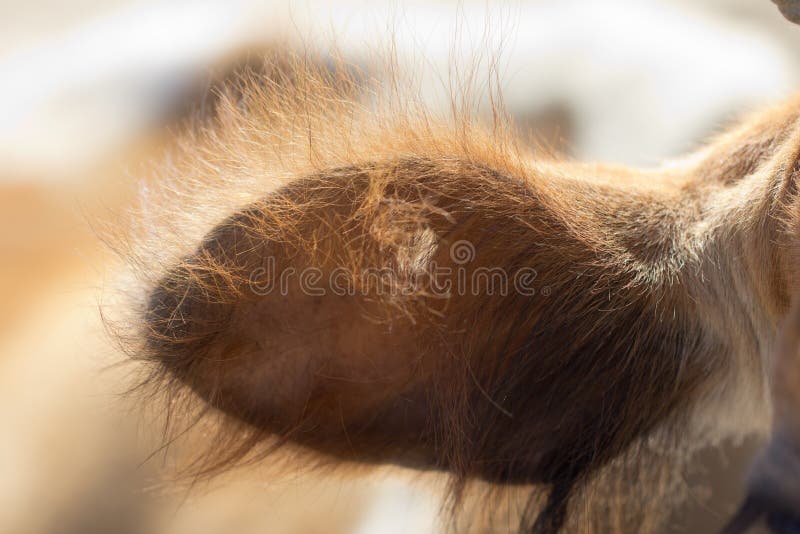 Tag on a Cow s Ear stock image. Image of green, high, agriculture - 2862353