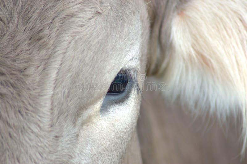 Cow s eye stock photo. Image of color, domestic, animal - 5507686