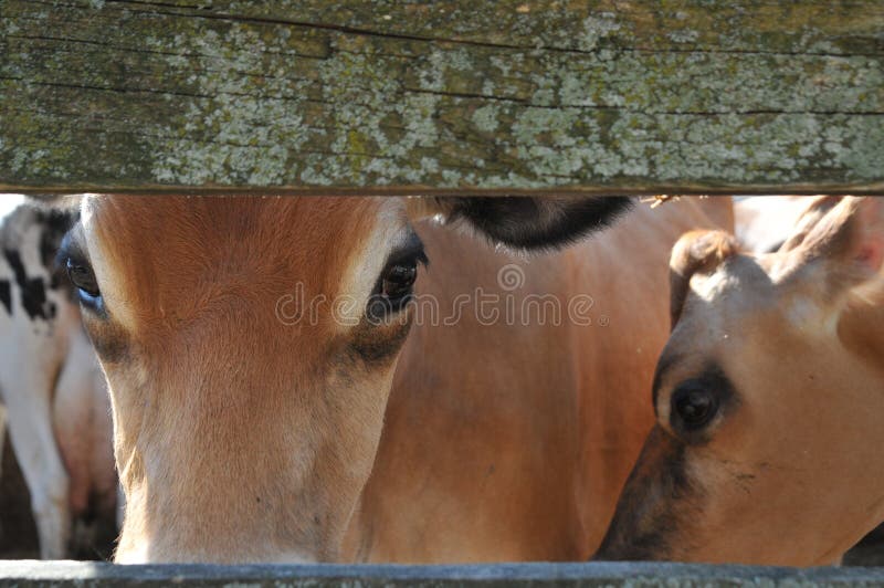 Cow s Eyes stock photo. Image of farm, rural, looking - 44708844