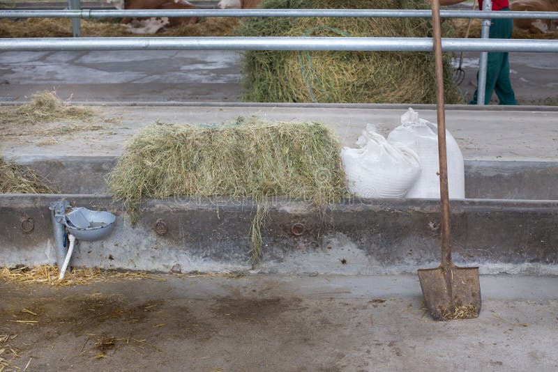 Cow S Feed in Concrete Manger in Stable Stock Photo - Image of manger ...