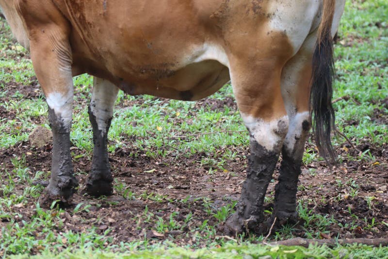 Cow s feet on the pasture stock image. Image of horse - 315774261