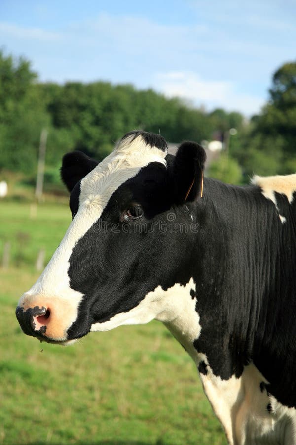 Cow s head stock image. Image of pasture, ariodactyla - 3260749