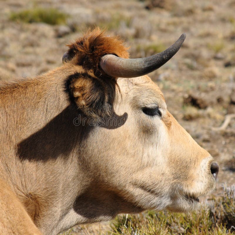 Cow's Head Horns Stock Images - Download 4,954 Royalty Free Photos