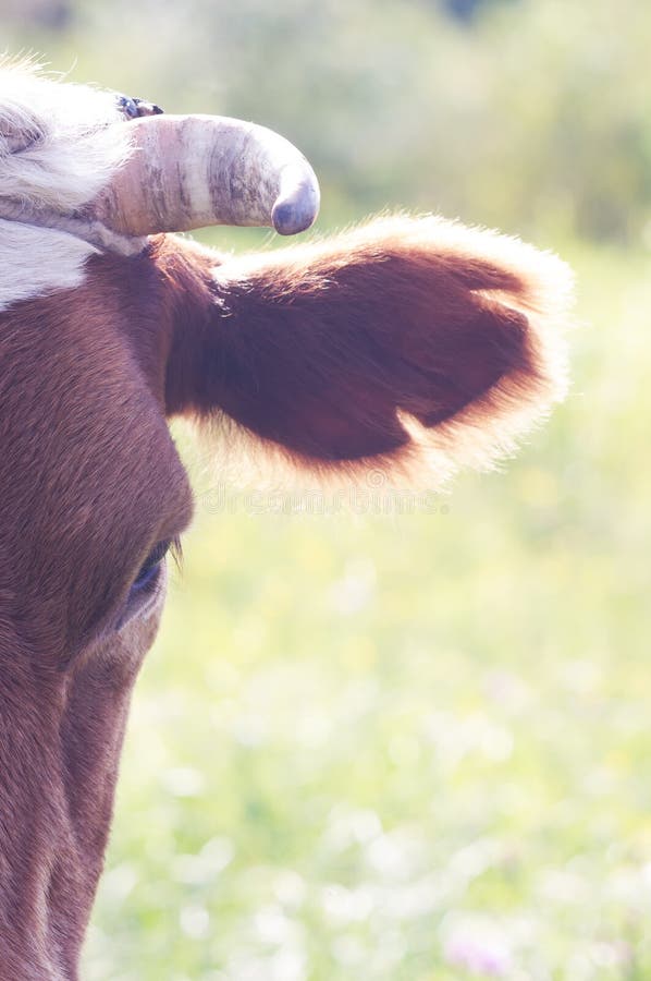 The Cow S Head is Large and Full Stock Photo - Image of cute, cartoon ...