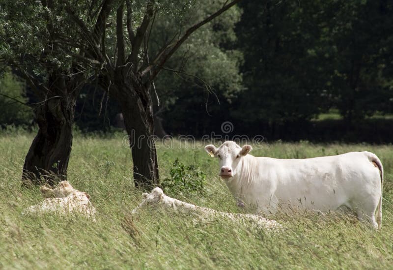 A cow s life stock photo. Image of alive, look, heavy - 5857262