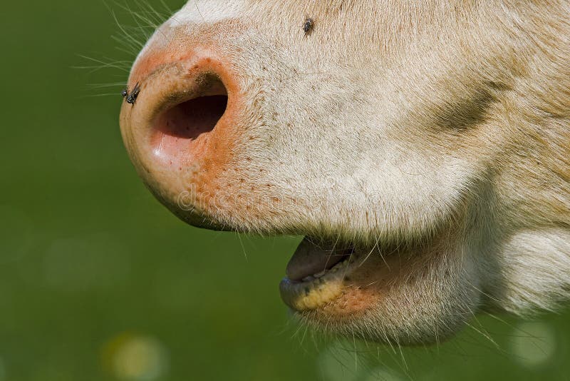 A cow s nose stock image. Image of hair, bovine, animal - 5036721
