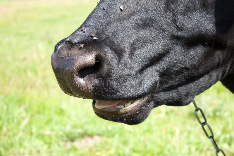 Cow`s nose stock image. Image of mammal, smell, barbed - 81867565