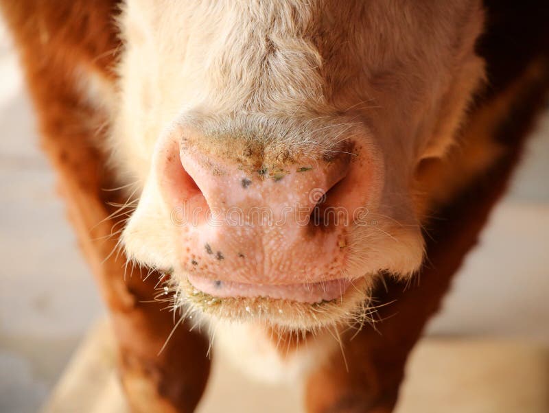Cow`s Nose Close-up stock image. Image of drops, blur - 86605029