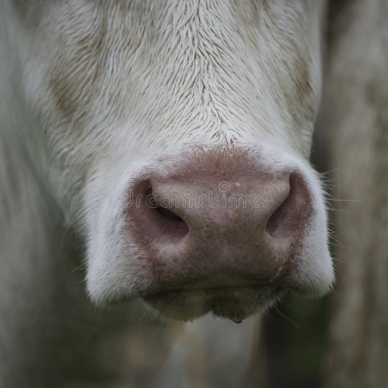 Cows nose stock image. Image of format, cattle, dairy - 77067833