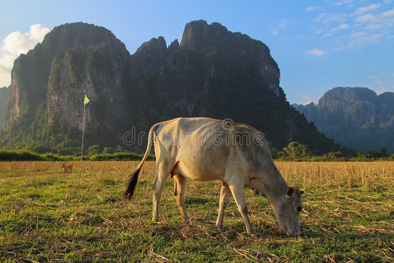 Cow s paradise at Laos. stock image. Image of field, cornfield - 64175219
