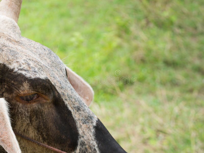 The Cow`s Side Face stock photo. Image of natural, color - 93148636