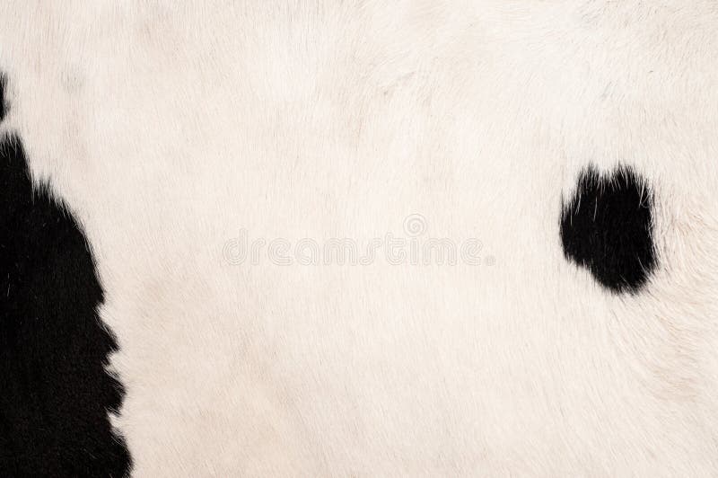 Black Spots on the Cow Skin Stock Photo - Image of closeup, ornate ...