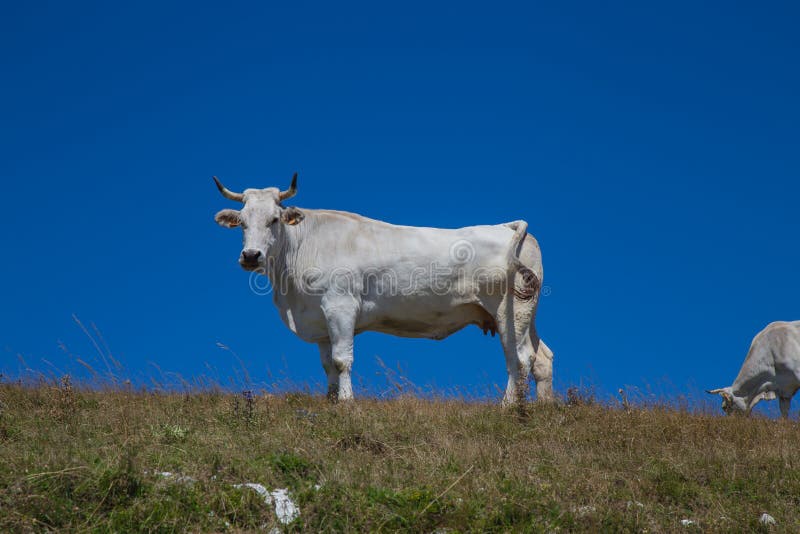 Cow stock photo. Image of farming, hoof, horned, dairy - 91965156