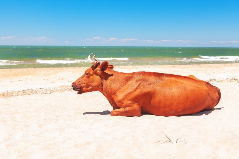 Cow on the beach stock photo. Image of pleasure, lazy - 242475222
