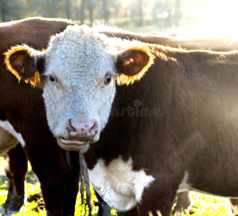 3+ Scared cow Free Stock Photos - StockFreeImages