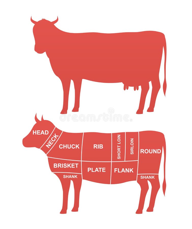 Cow. Scheme cuts of beef stock vector. Illustration of bottom - 137649622
