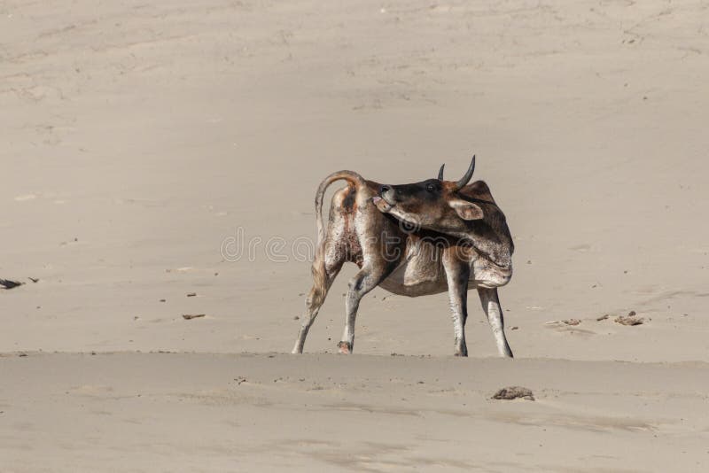 A cow Scratching stock photo. Image of black, horns - 138816934