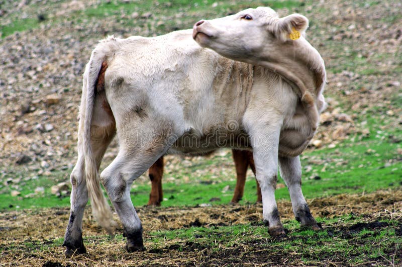 Cow scratching stock photo. Image of farm, bovine, reach - 42867108