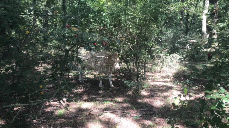 Cow Scratching Its Back stock footage. Video of livestock - 126049232