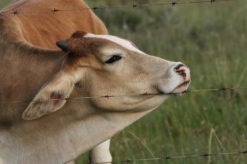 Cow scratching stock photo. Image of farm, bovine, reach - 42867108