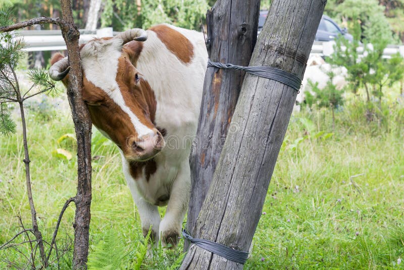 A Cow is Scratching Its Horns on a Tree in the Forest. Stock Image ...