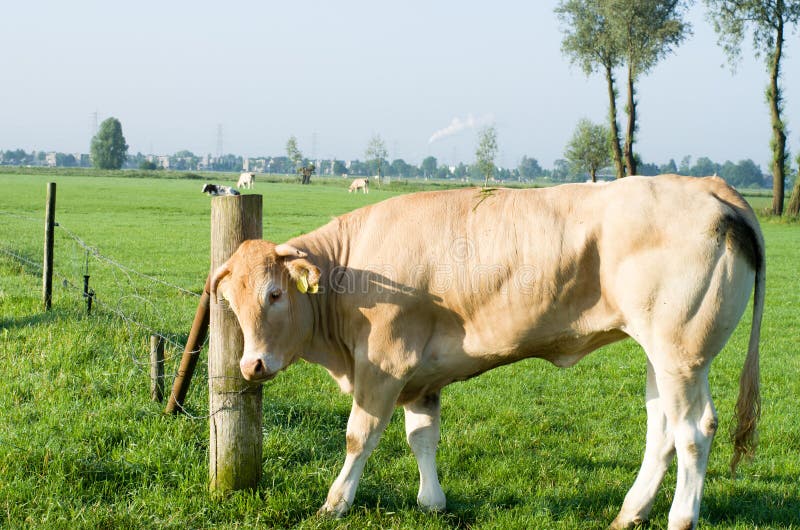 Cow scratching stock photo. Image of scratching, cattle - 44921768